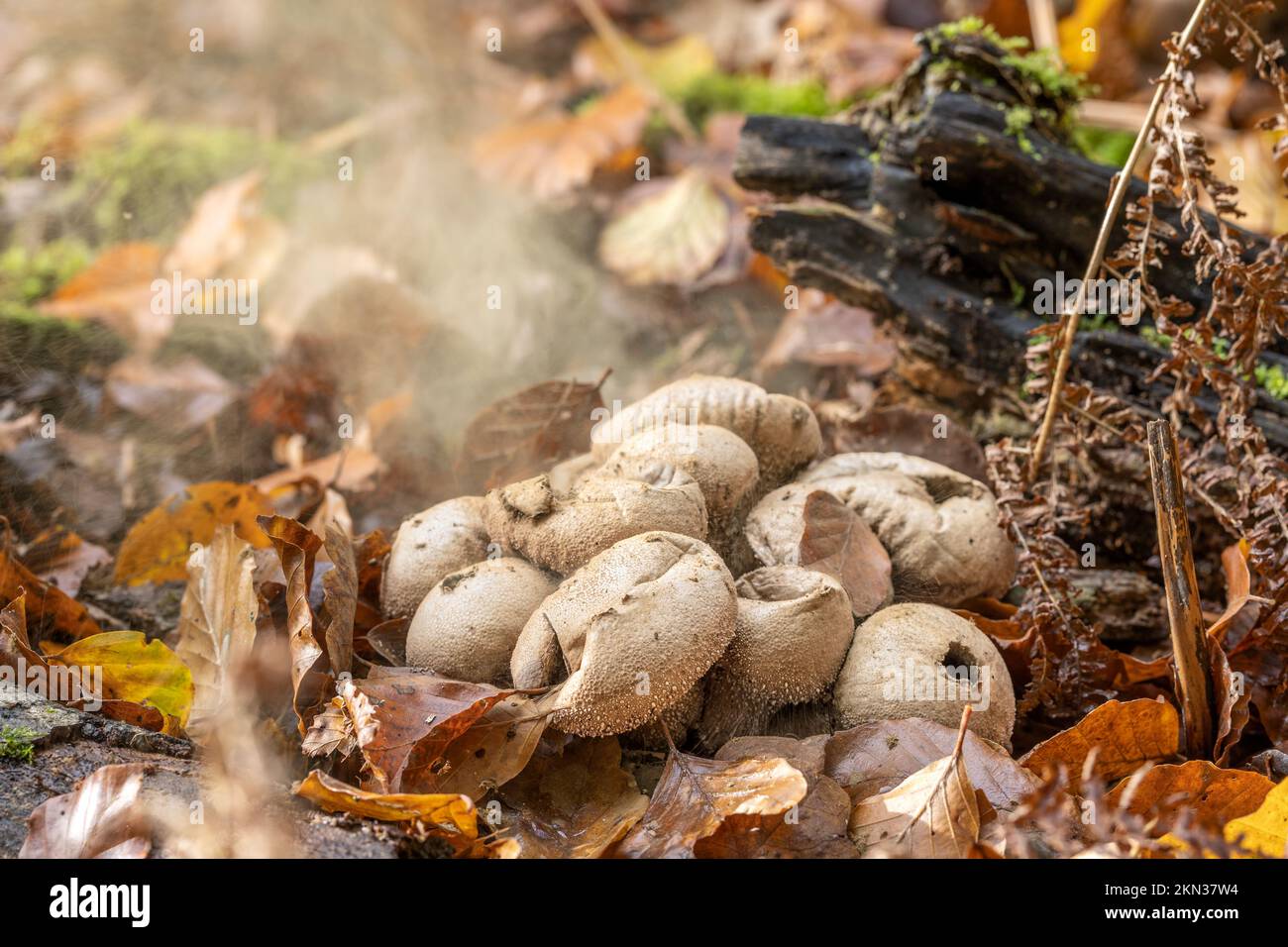 Releasing spores..Common Puffball, Lycoperdon perlatum, New Forest ...