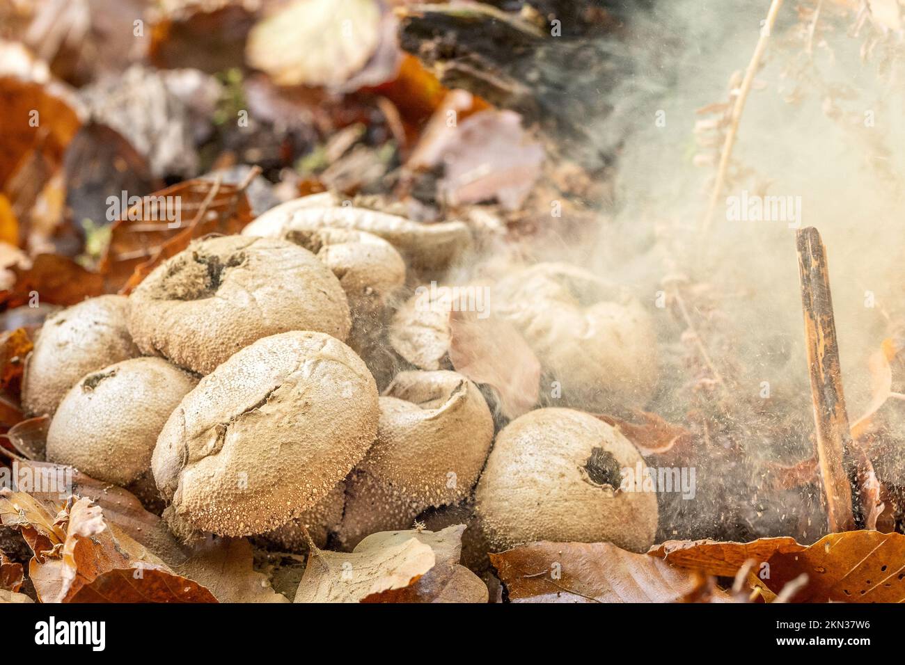 Releasing spores..Common Puffball, Lycoperdon perlatum, New Forest ...