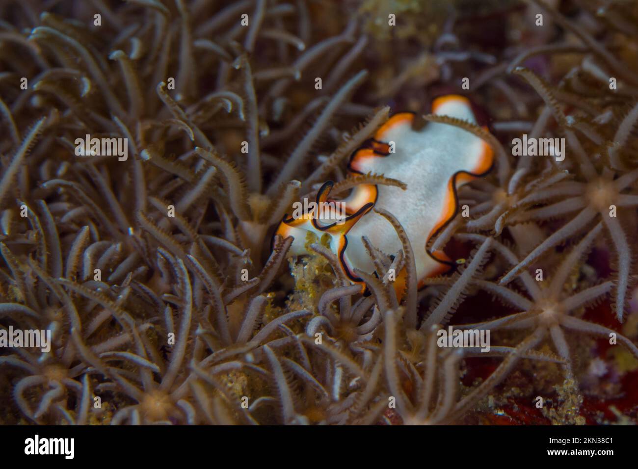 Beautiful design on marine flat worm underwater on coral reef Stock ...