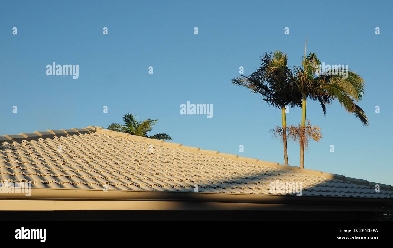 Roof with palm trees hi-res stock photography and images - Alamy