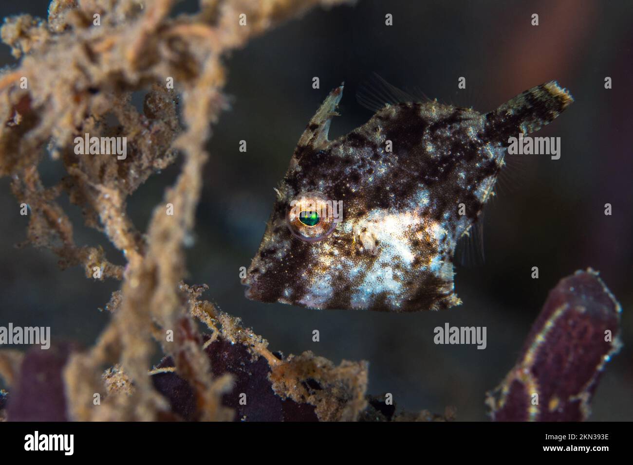 Juvenile filefish swimming above healthy coral reef Stock Photo - Alamy