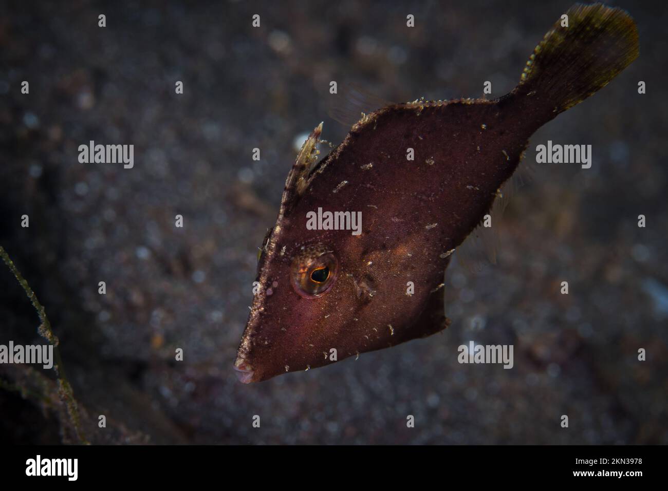 Juvenile filefish swimming above healthy coral reef Stock Photo - Alamy