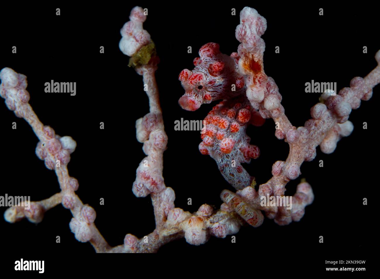 Hippocampus bargibanti pygmy seahorse on pink gorgonian seafan Stock ...