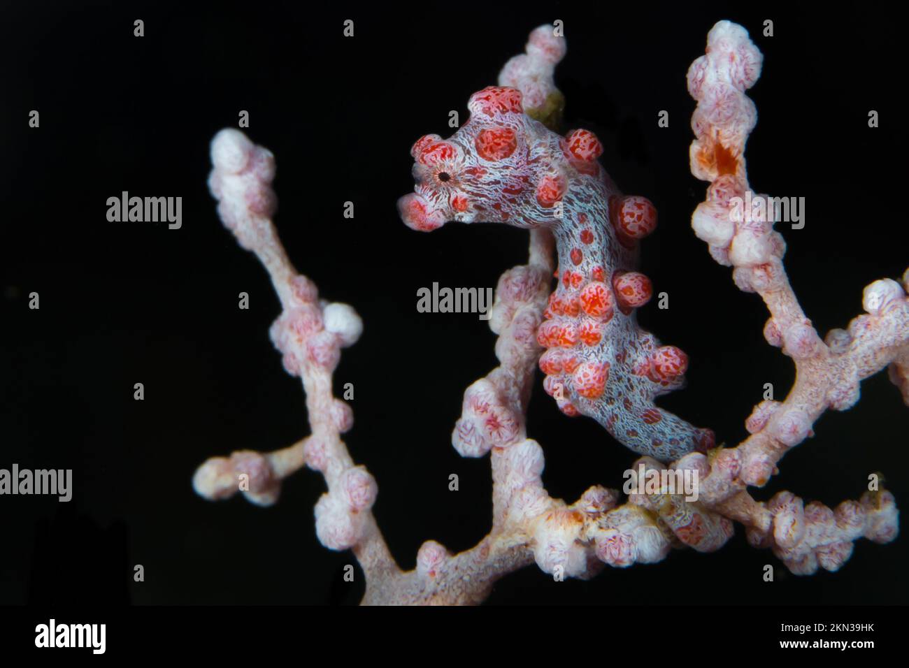 Hippocampus bargibanti pygmy seahorse on pink gorgonian seafan Stock ...