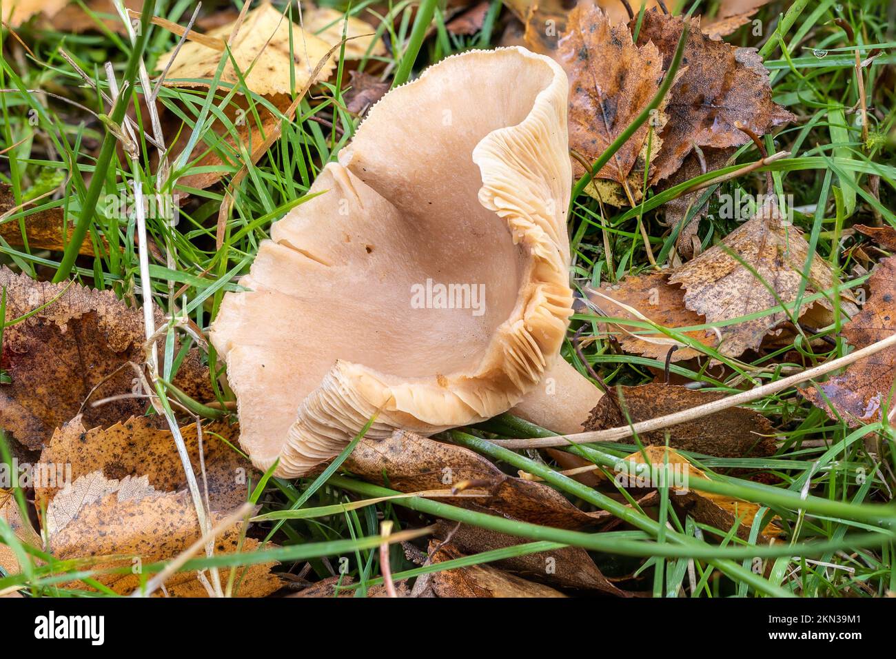 Coconut milkcap, Lactarius glyciosmus, New Forest, Hampshire, UK ...