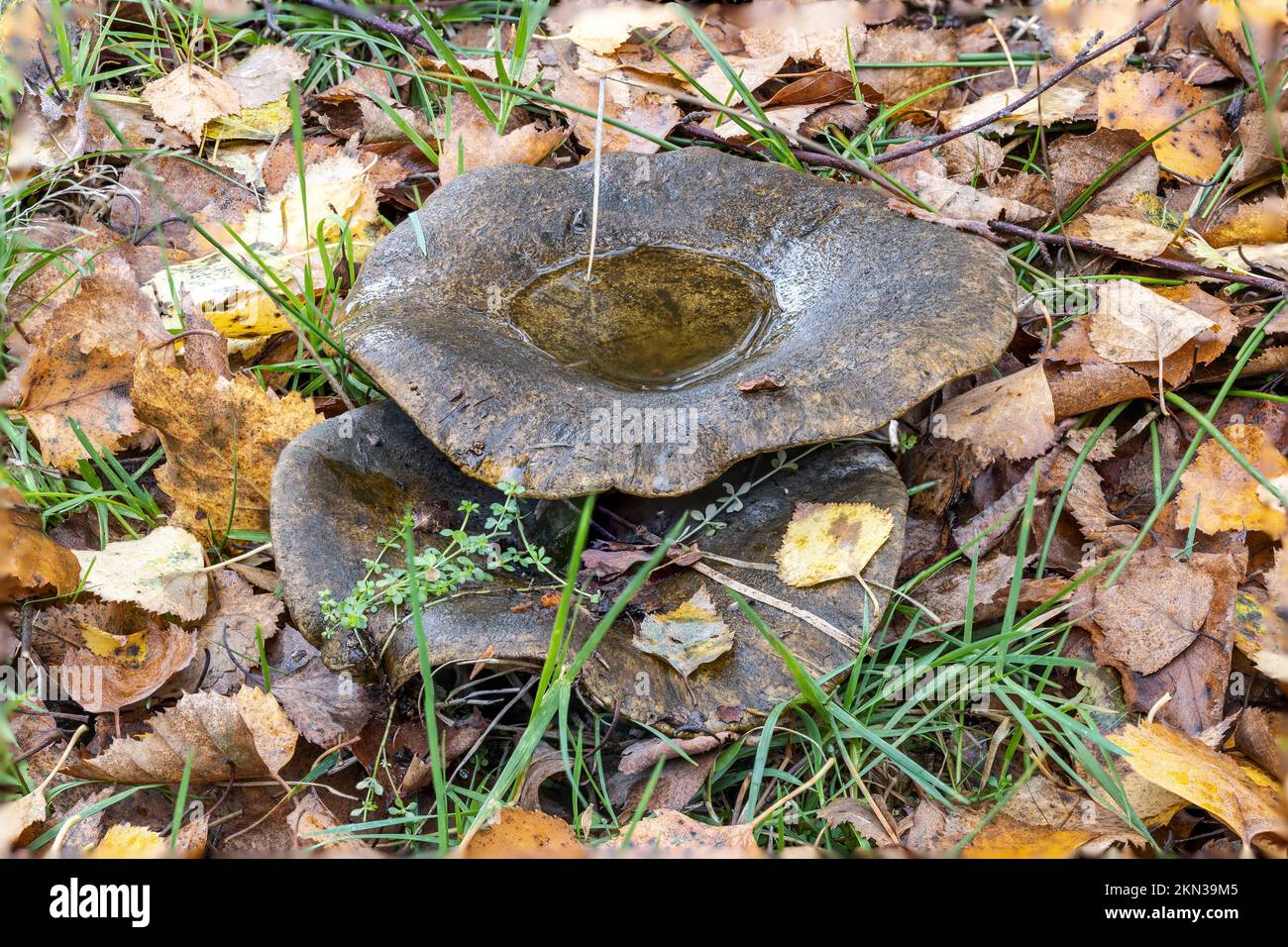 Ugly forest hi-res stock photography and images - Alamy