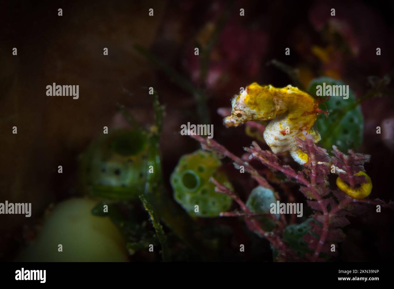 Pontohi pygmy Seahorse on coral reef - Hippocampus pontohi Stock Photo ...