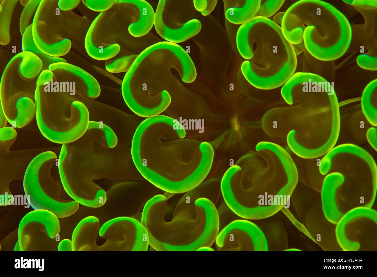 Close up detail of vibrant colorful coral polyps Stock Photo - Alamy