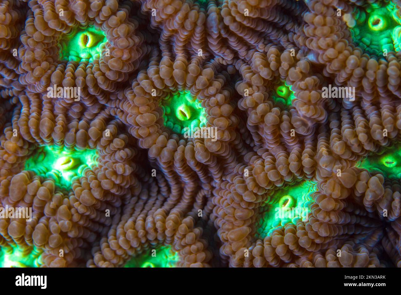 Close up detail of vibrant colorful coral polyps Stock Photo - Alamy