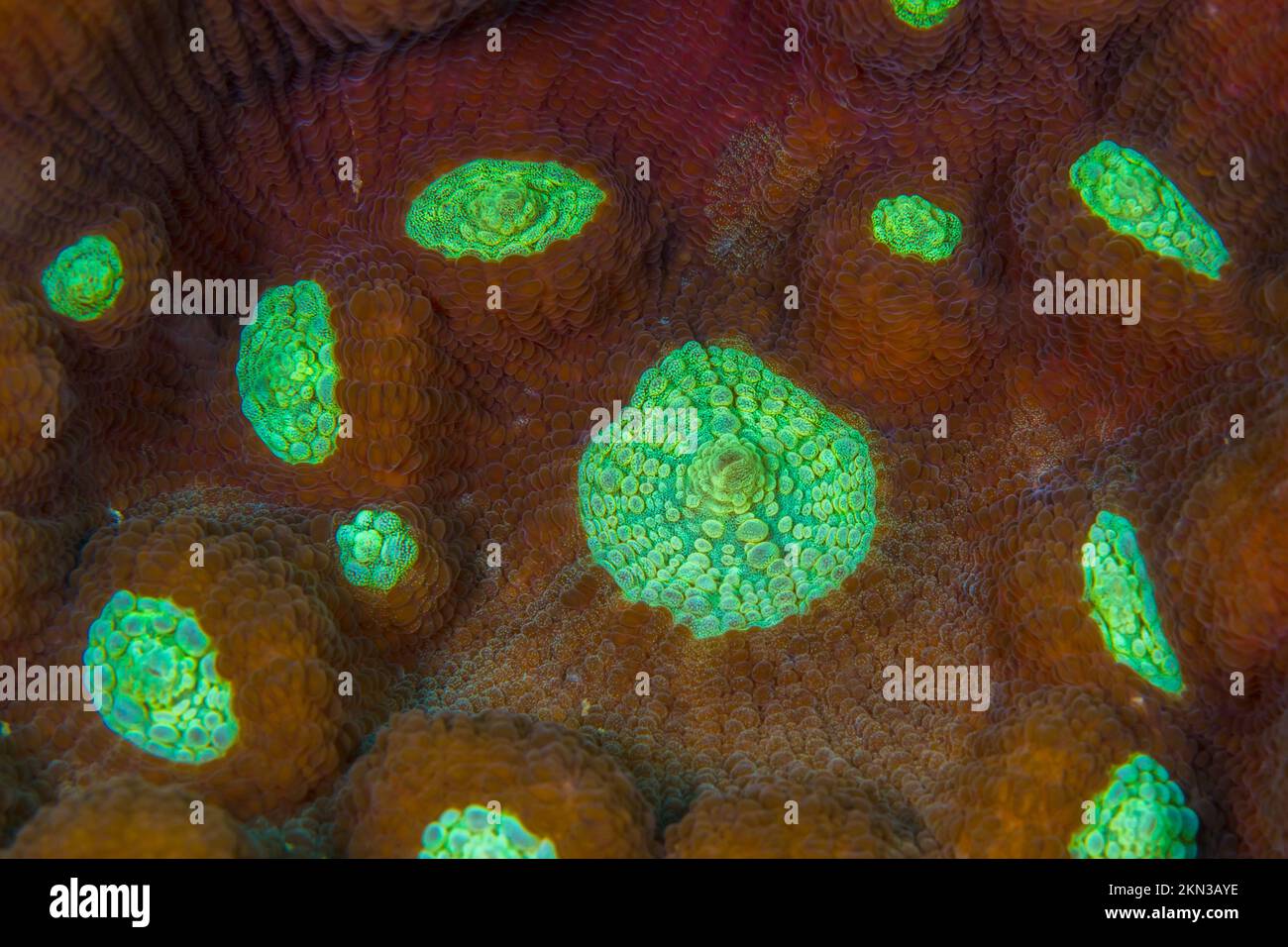 Close up detail of vibrant colorful coral polyps Stock Photo - Alamy