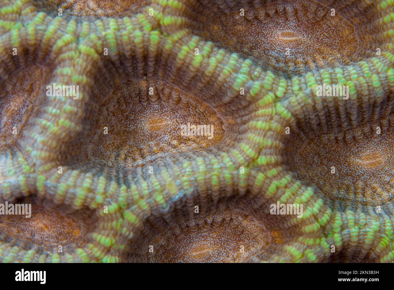 Close up detail of vibrant colorful coral polyps Stock Photo - Alamy