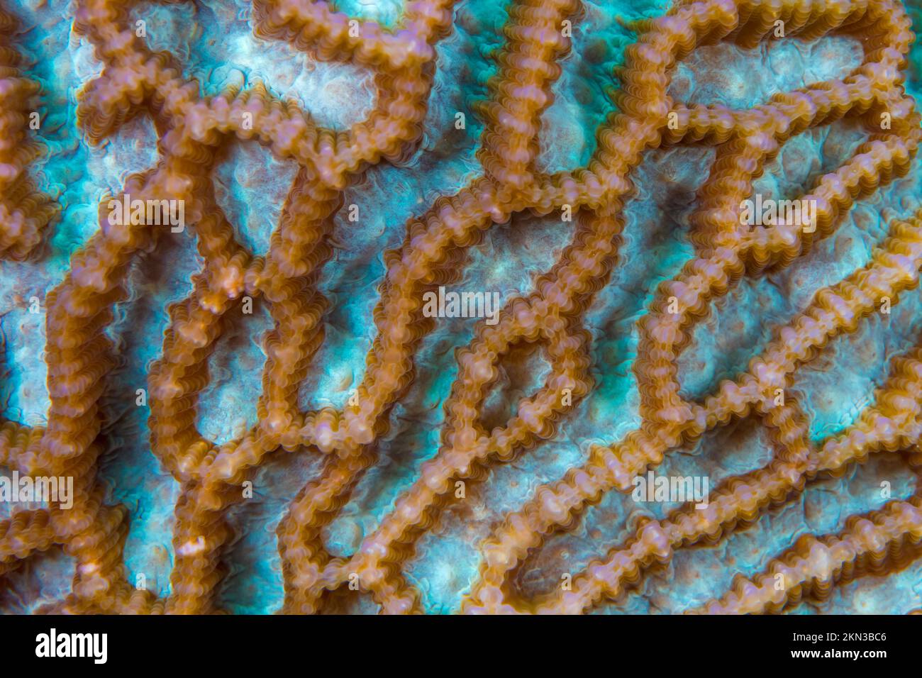 Close up detail of vibrant colorful coral polyps Stock Photo - Alamy