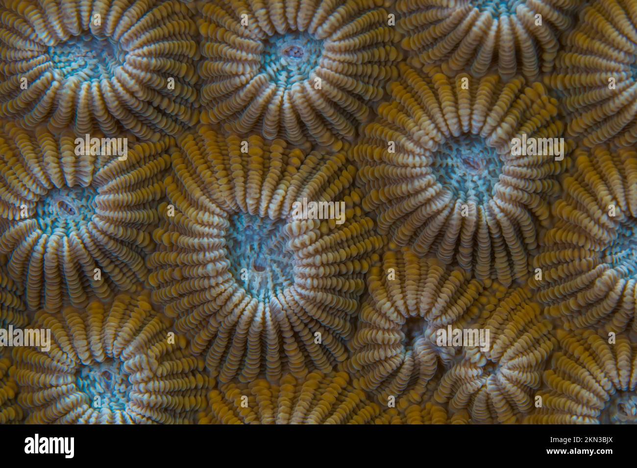 Close up detail of vibrant colorful coral polyps Stock Photo - Alamy