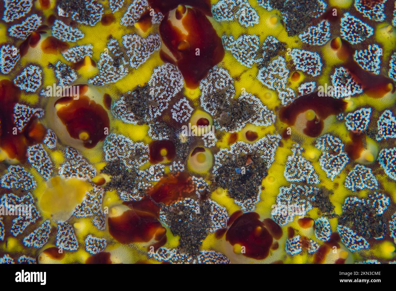 Starfish belly hi-res stock photography and images - Alamy