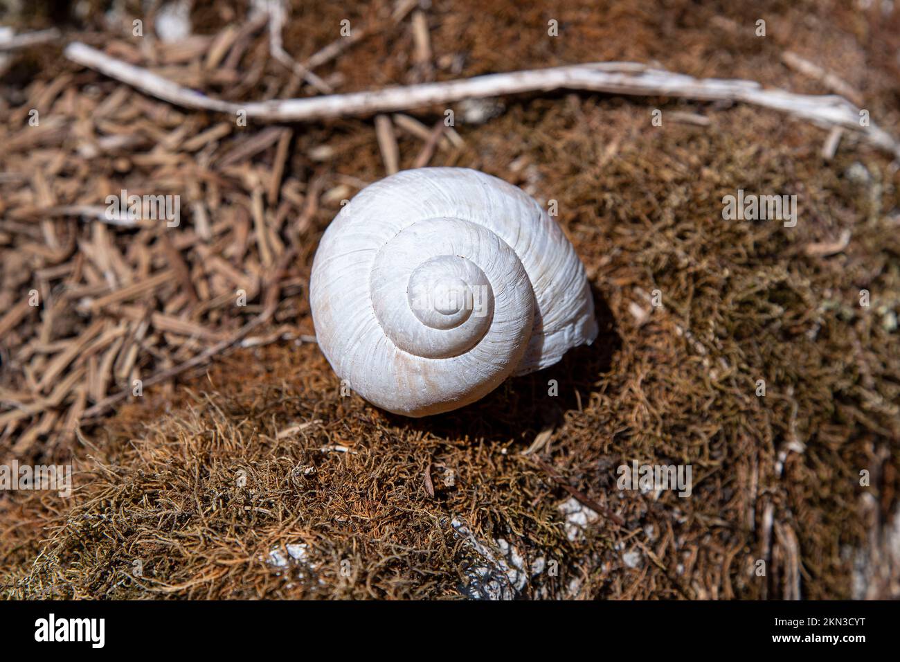 White snail shell in the wild Stock Photo - Alamy