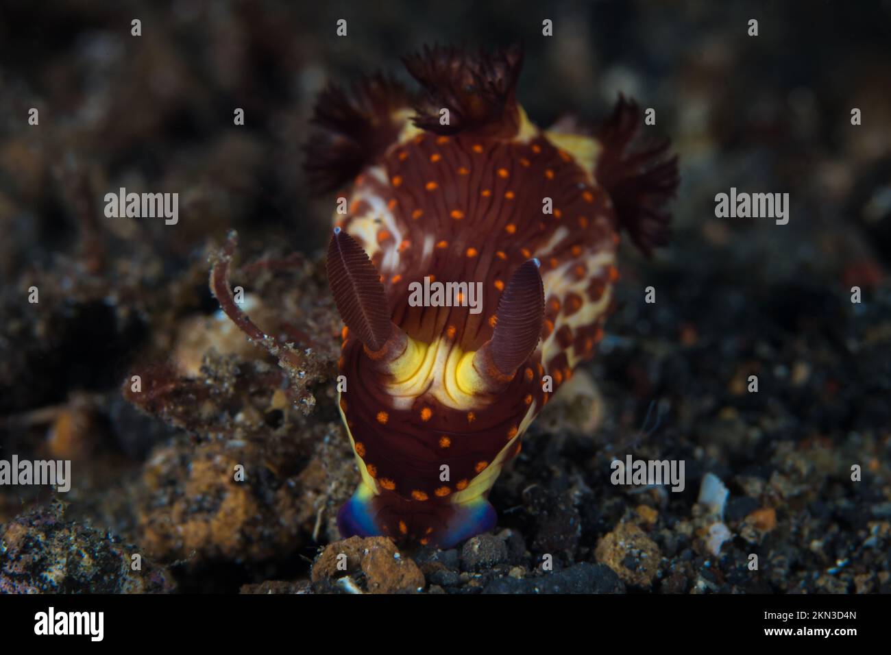 Colorful nudibranch sea slug crawling above coral reef in indonesia ...