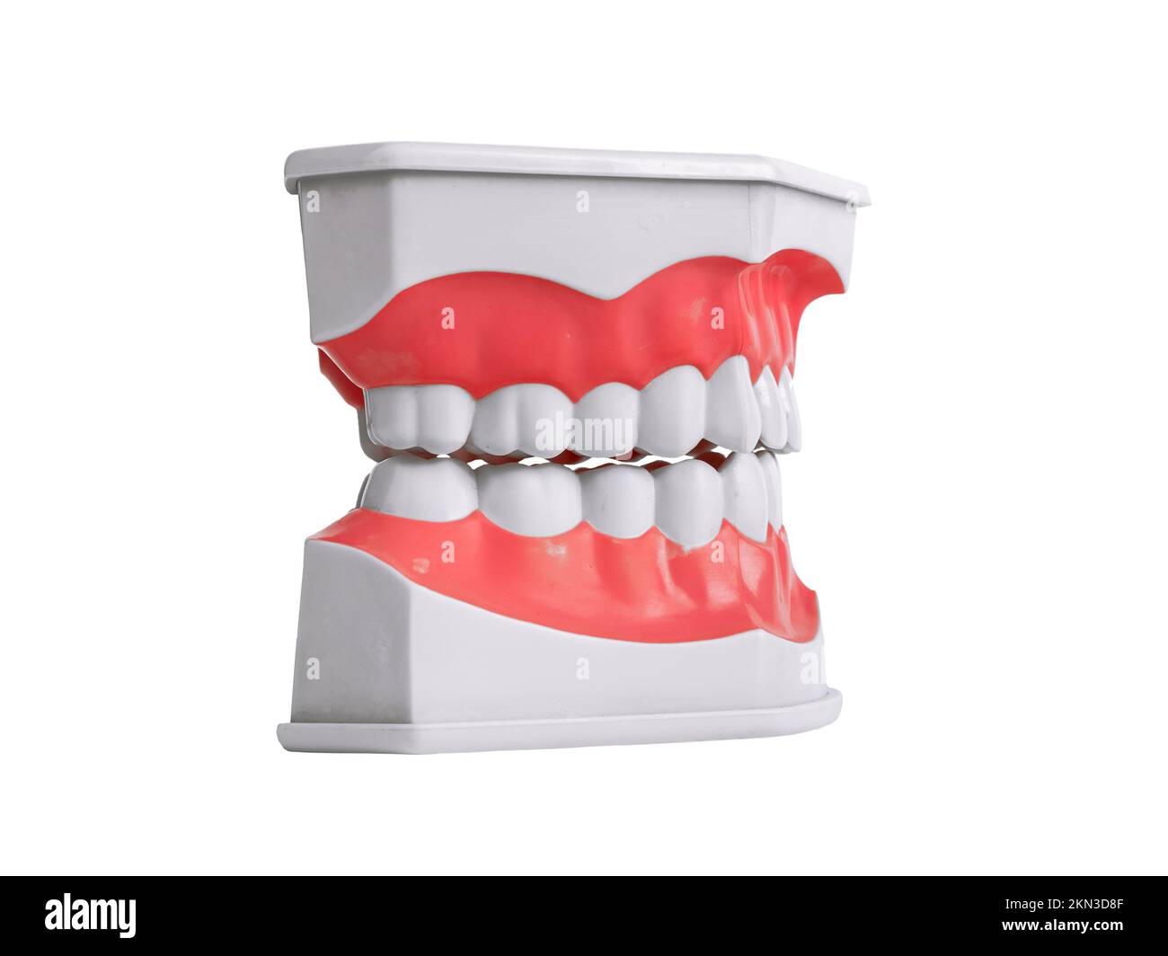 Artificial tooth Cut Out Stock Images & Pictures - Alamy