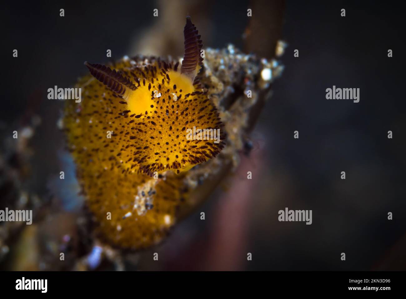 Colorful nudibranch sea slug crawling above coral reef in indonesia ...
