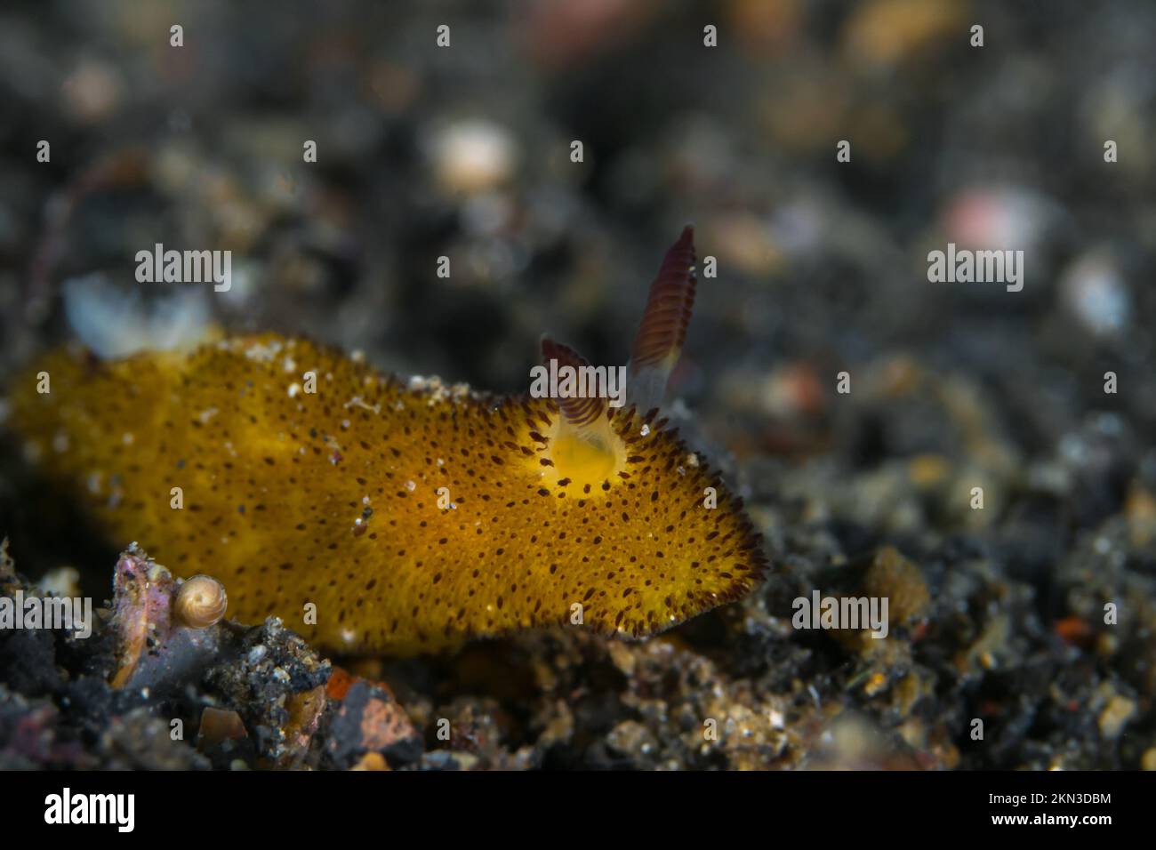 Colorful nudibranch sea slug crawling above coral reef in indonesia ...