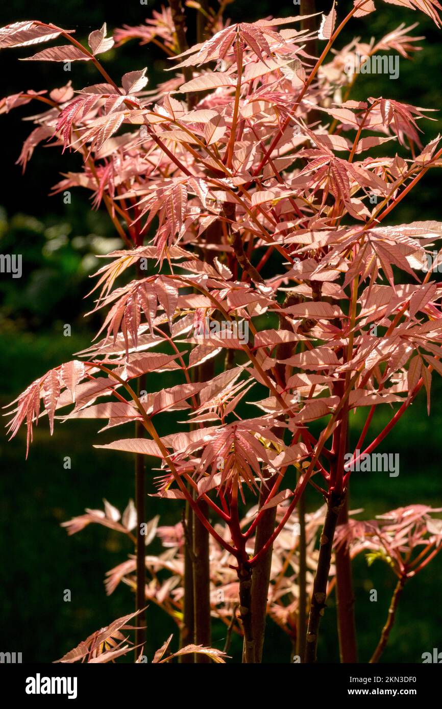 Toona sinensis "Flamingo" sunlit leaves salmon colour in spring Stock ...