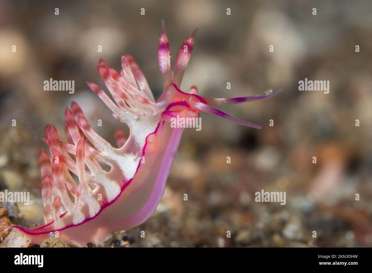 Nudibranch maldives hi-res stock photography and images - Alamy