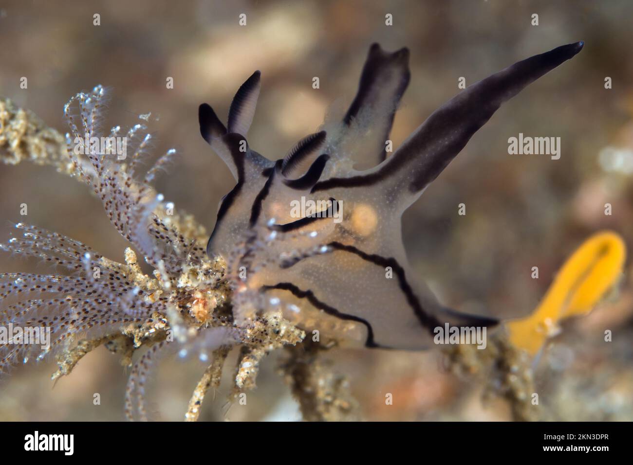 Colorful nudibranch sea slug crawling above coral reef in indonesia ...