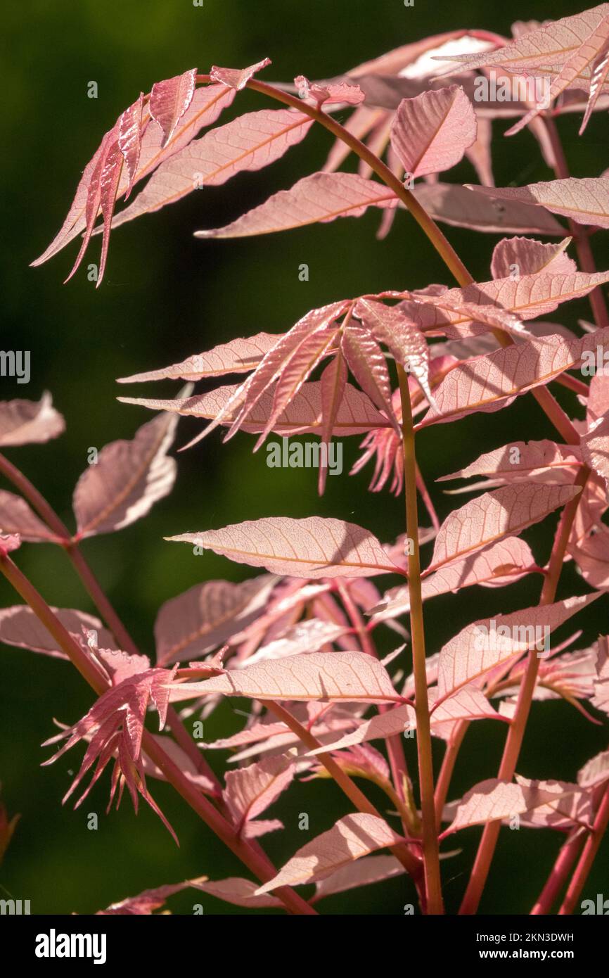 Chinese Mahogany, Cedrela sinensis, Toona sinensis "Flamingo" spring ...