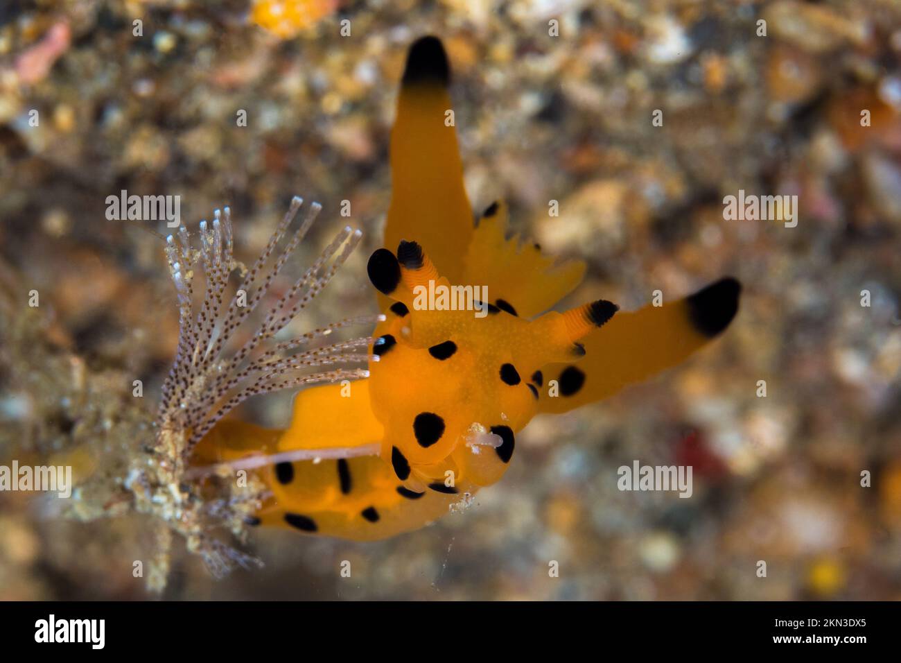 Colorful nudibranch sea slug crawling above coral reef in indonesia ...