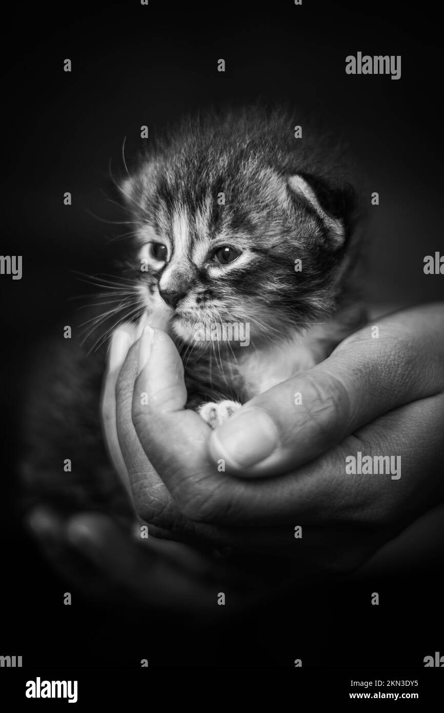 Baby kitten in a female human hand. Two weeks old newborn baby cat ...