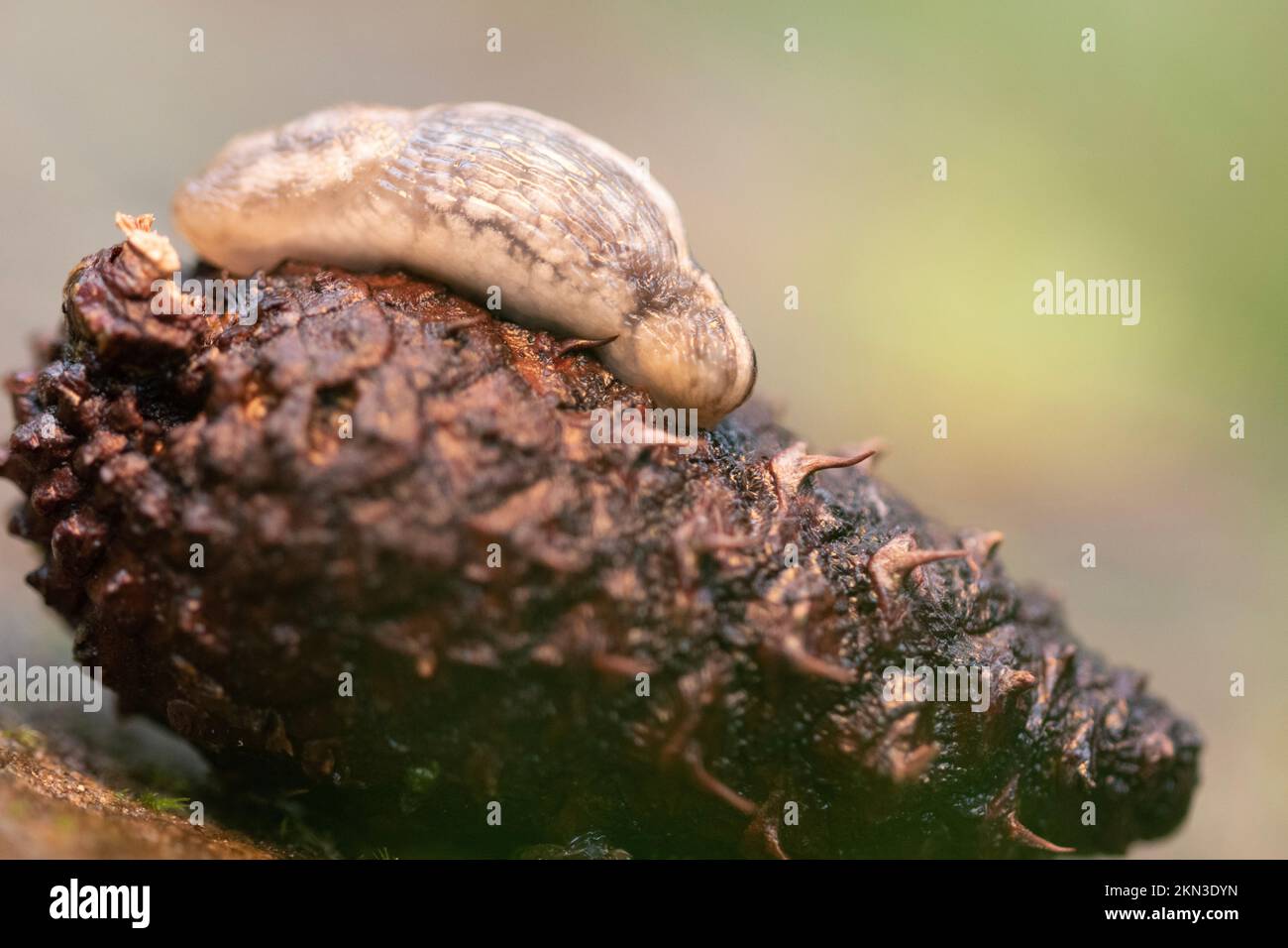 Slug on pine cone in forest, autumn, united kingdom Stock Photo - Alamy