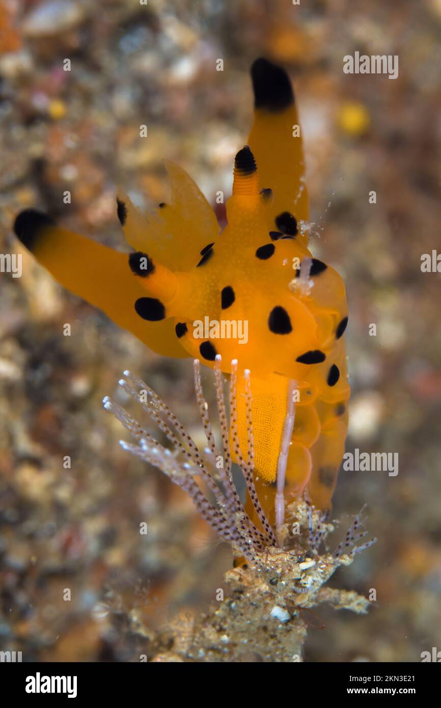 Colorful nudibranch sea slug crawling above coral reef in indonesia ...