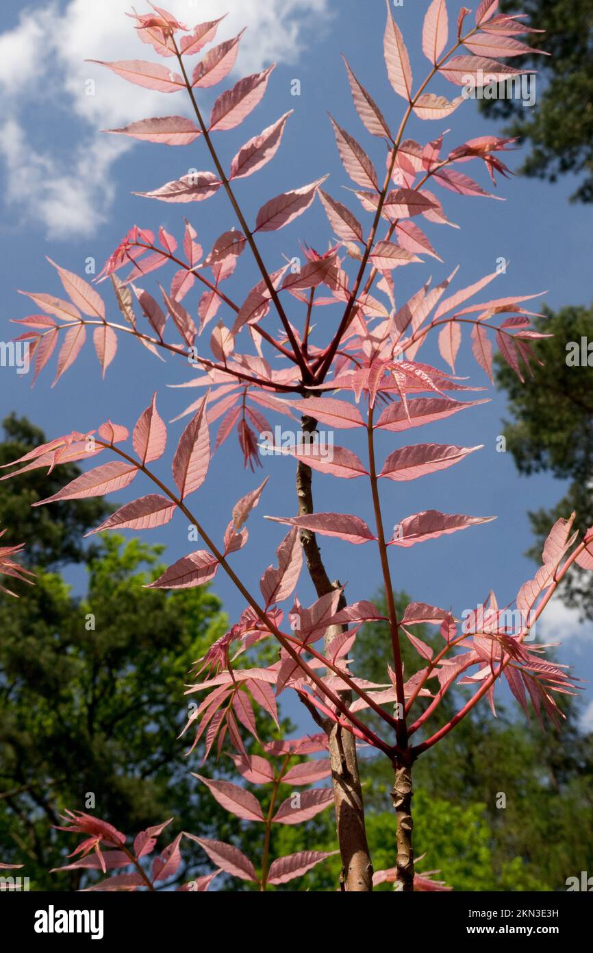 Chinese toon toona sinensis hi-res stock photography and images - Alamy