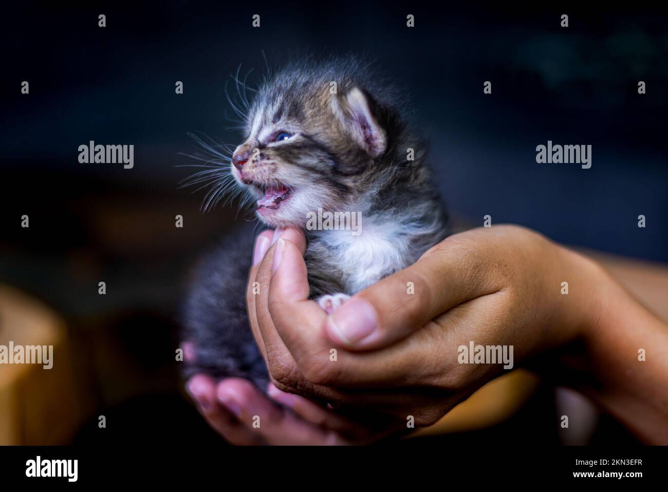 Cute little kitten sitting on the palm of a woman. isolated on dark ...