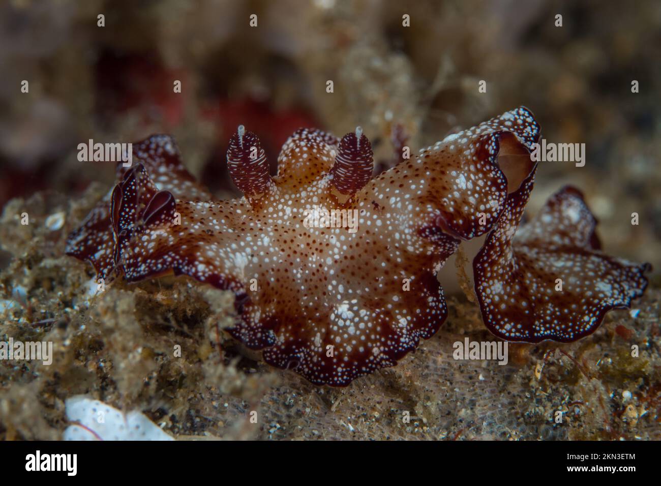 Colorful nudibranch sea slug crawling above coral reef in indonesia ...