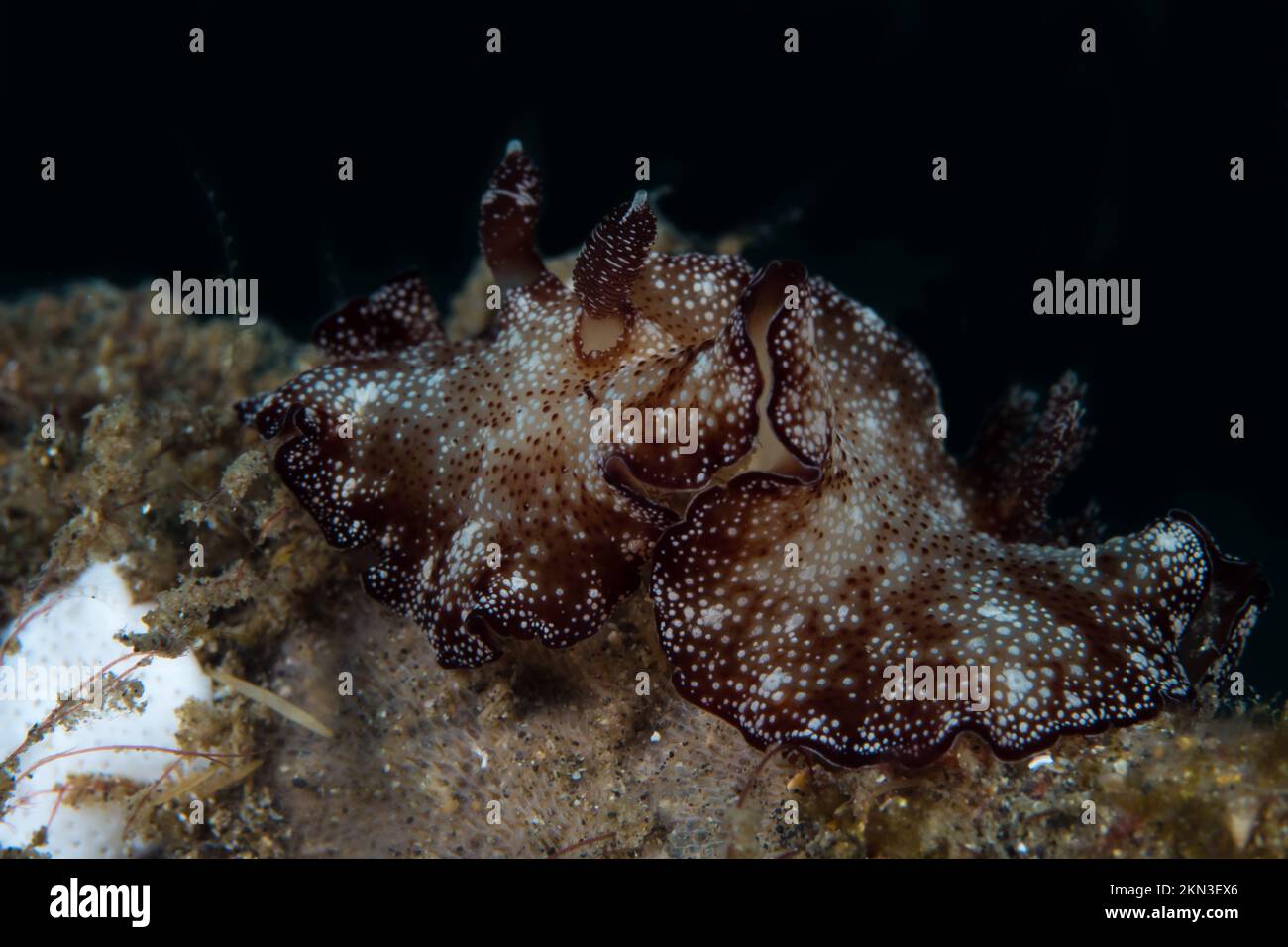 Colorful nudibranch sea slug crawling above coral reef in indonesia ...