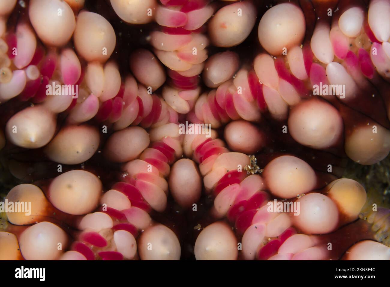 Close up detail of the scales of a seastar - starfish belly Stock Photo ...