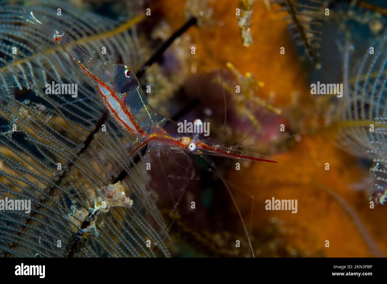 Colourful reef shrimp on healthy coral reef in the Indo Pacific Stock ...