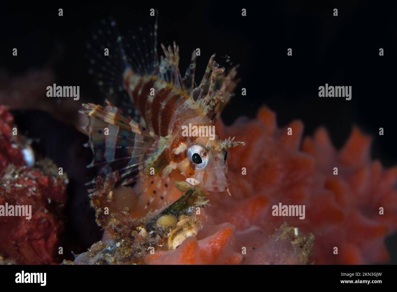 Colorful tropical Coral Reef fish in the Indo - Pacific ocean - The ...