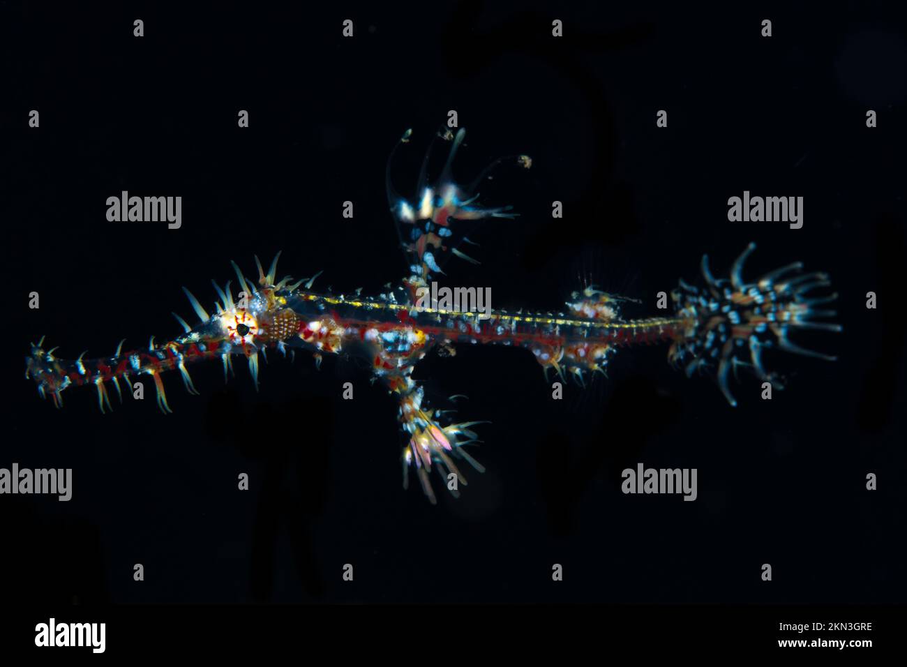 Beautiful ornate ghost pipefish camouflaging in with feather star on ...