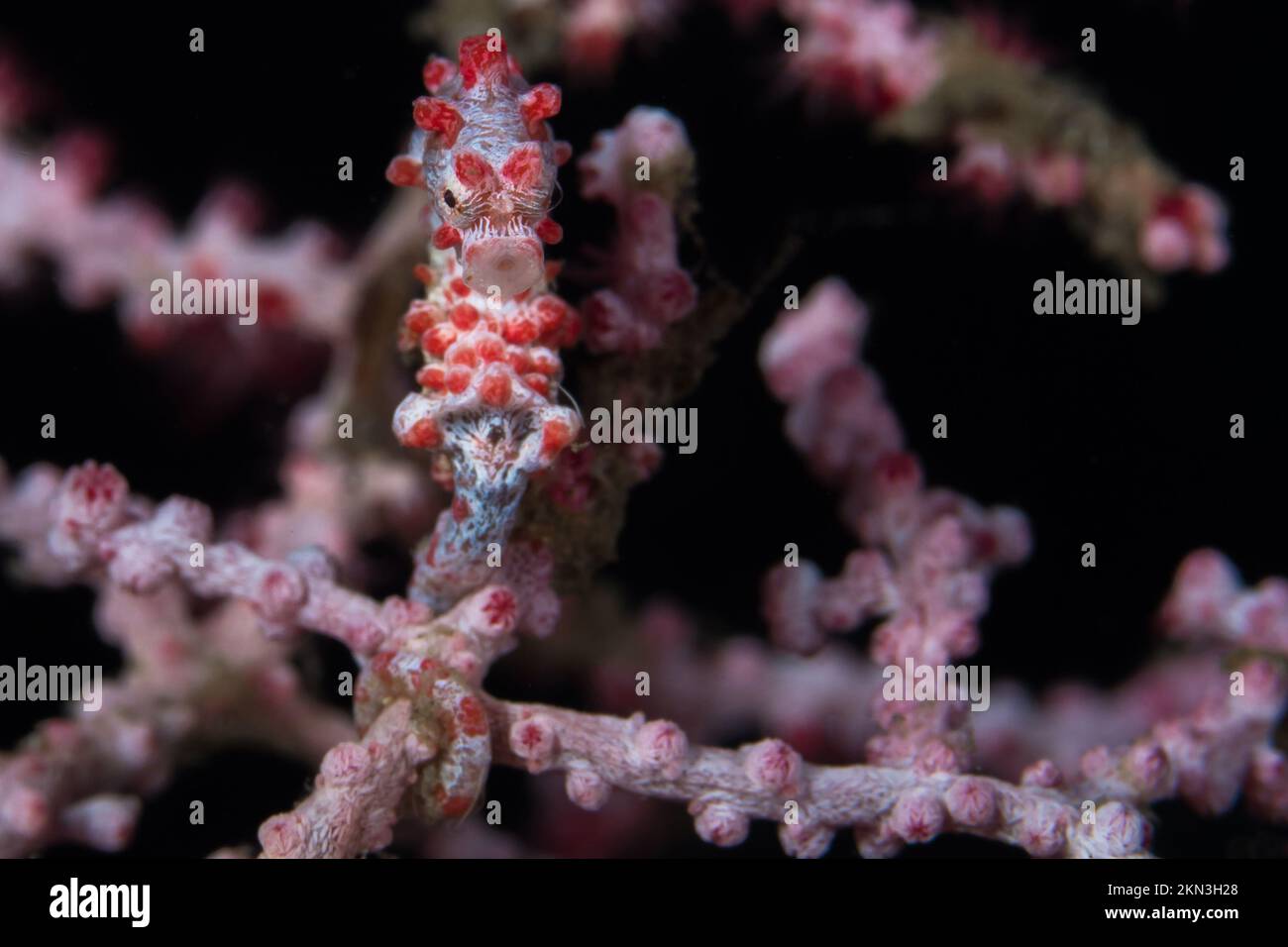 Hippocampus bargibanti pygmy seahorse on pink gorgonian seafan Stock ...