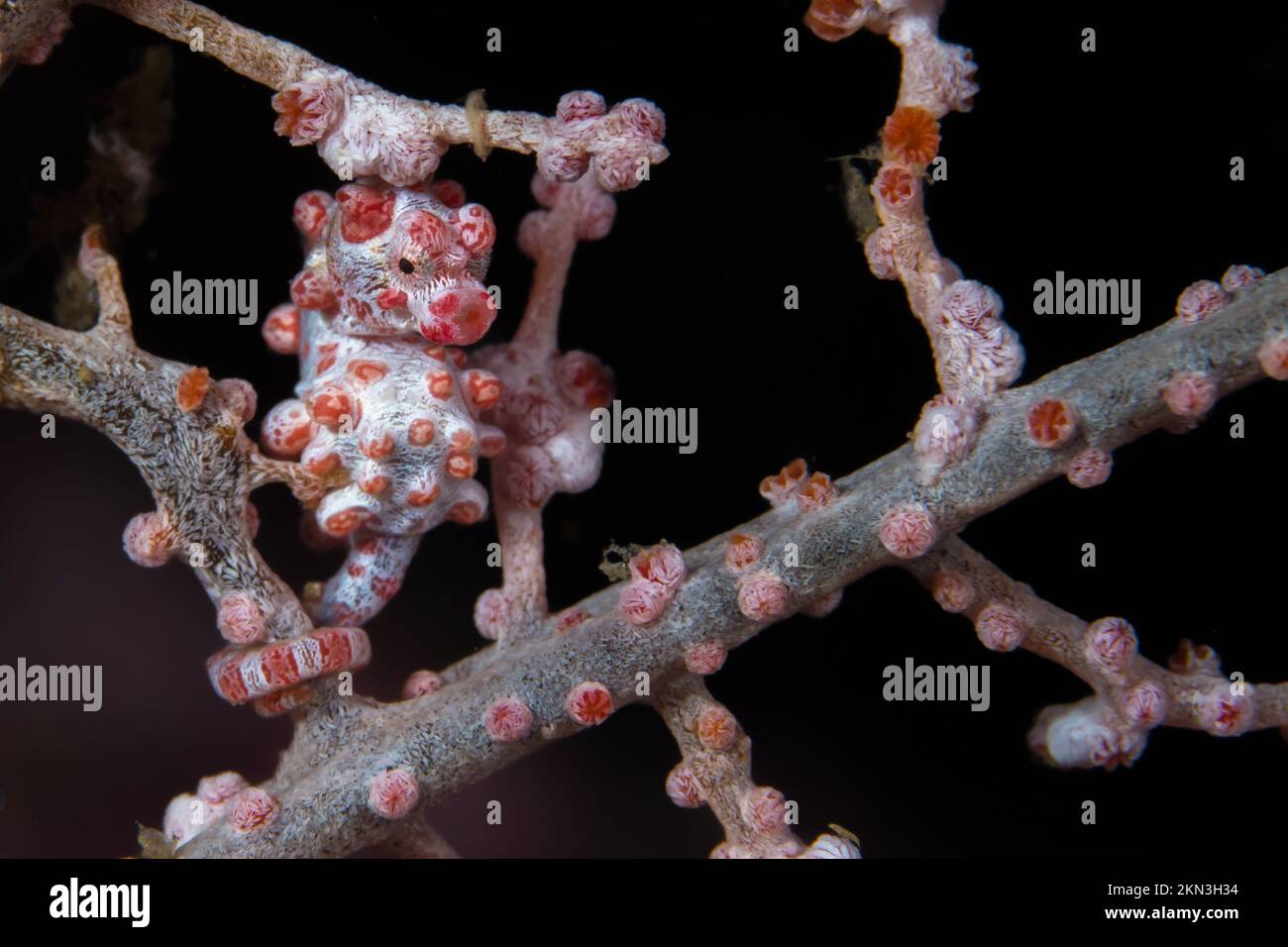 Hippocampus bargibanti pygmy seahorse on pink gorgonian seafan Stock ...