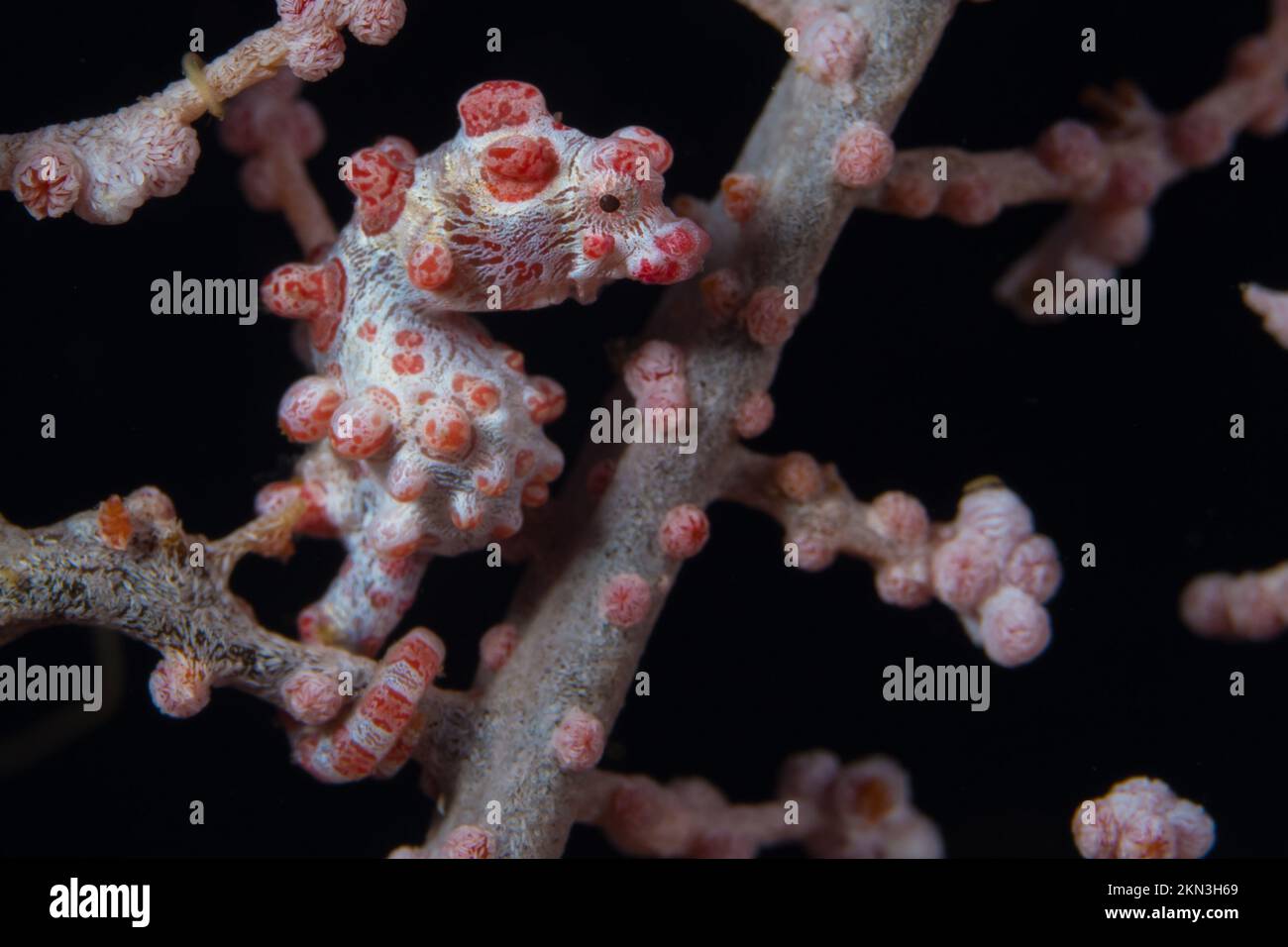 Hippocampus bargibanti pygmy seahorse on pink gorgonian seafan Stock ...