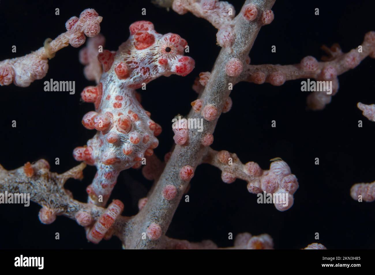 Hippocampus bargibanti pygmy seahorse on pink gorgonian seafan Stock ...
