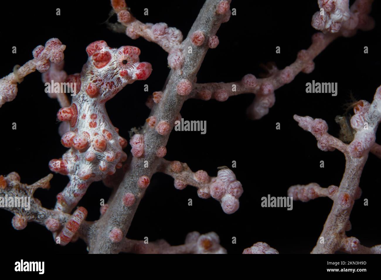 Hippocampus bargibanti pygmy seahorse on pink gorgonian seafan Stock ...