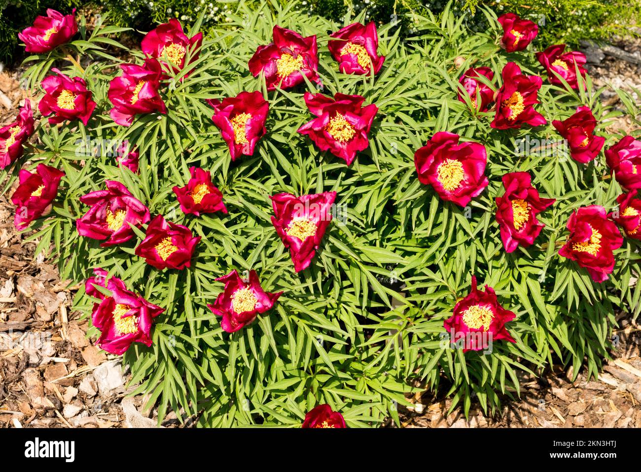 Fern Leaf Peony, Paeonia "Early Scout", Peonies, Blooming Long-lived ...
