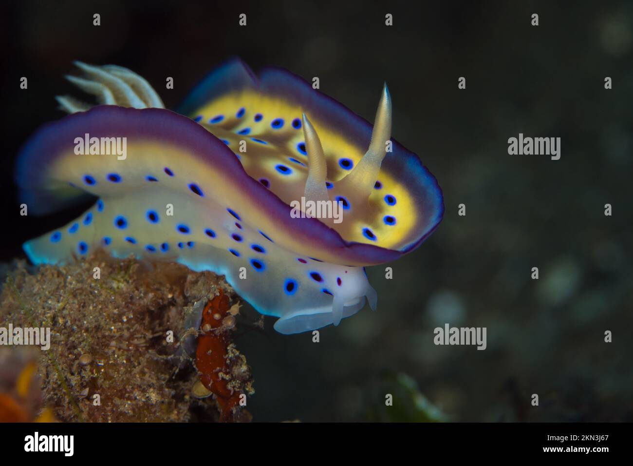 Colorful nudibranch sea slug crawling above coral reef in indonesia ...