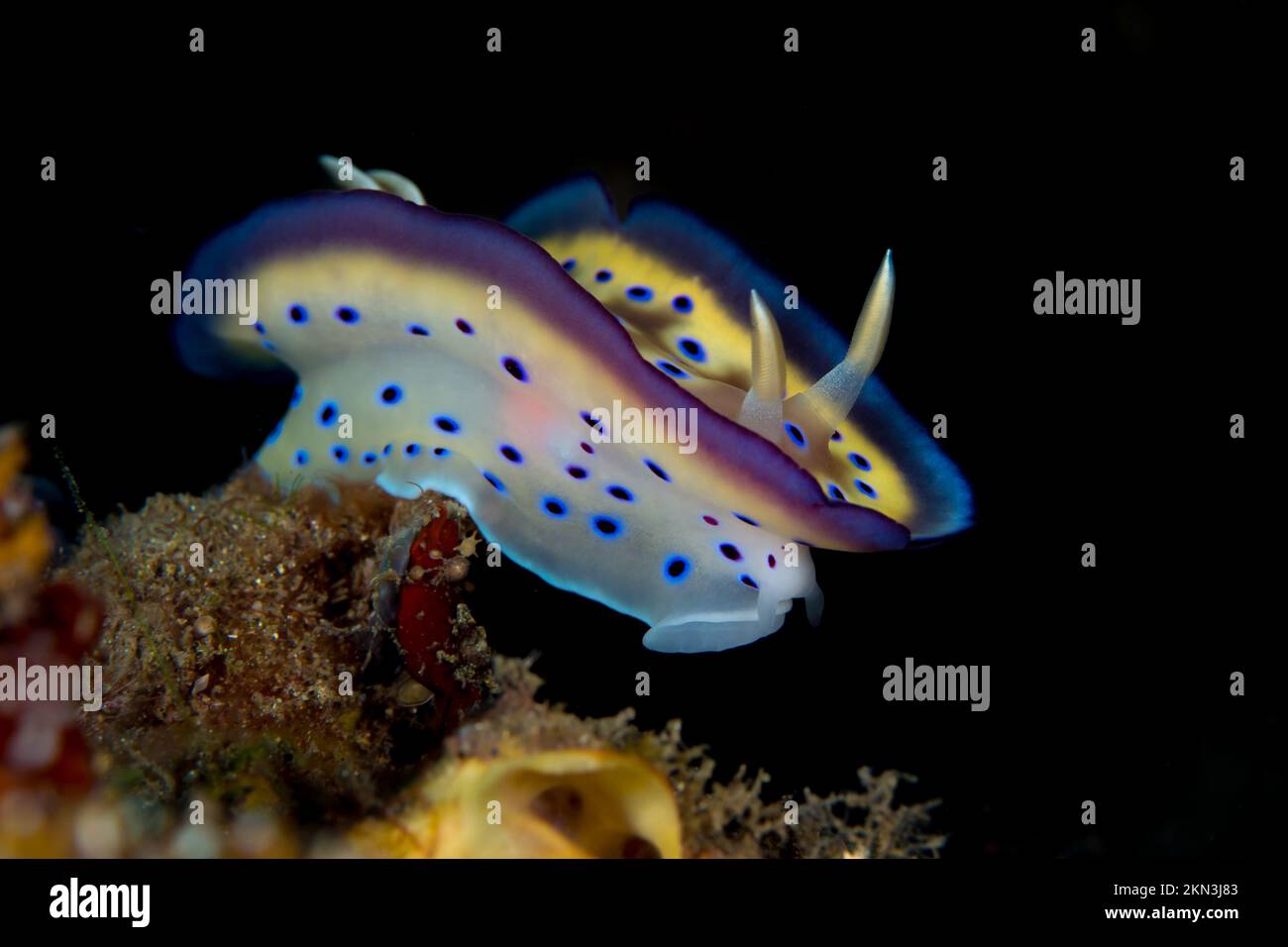Colorful nudibranch sea slug crawling above coral reef in indonesia ...