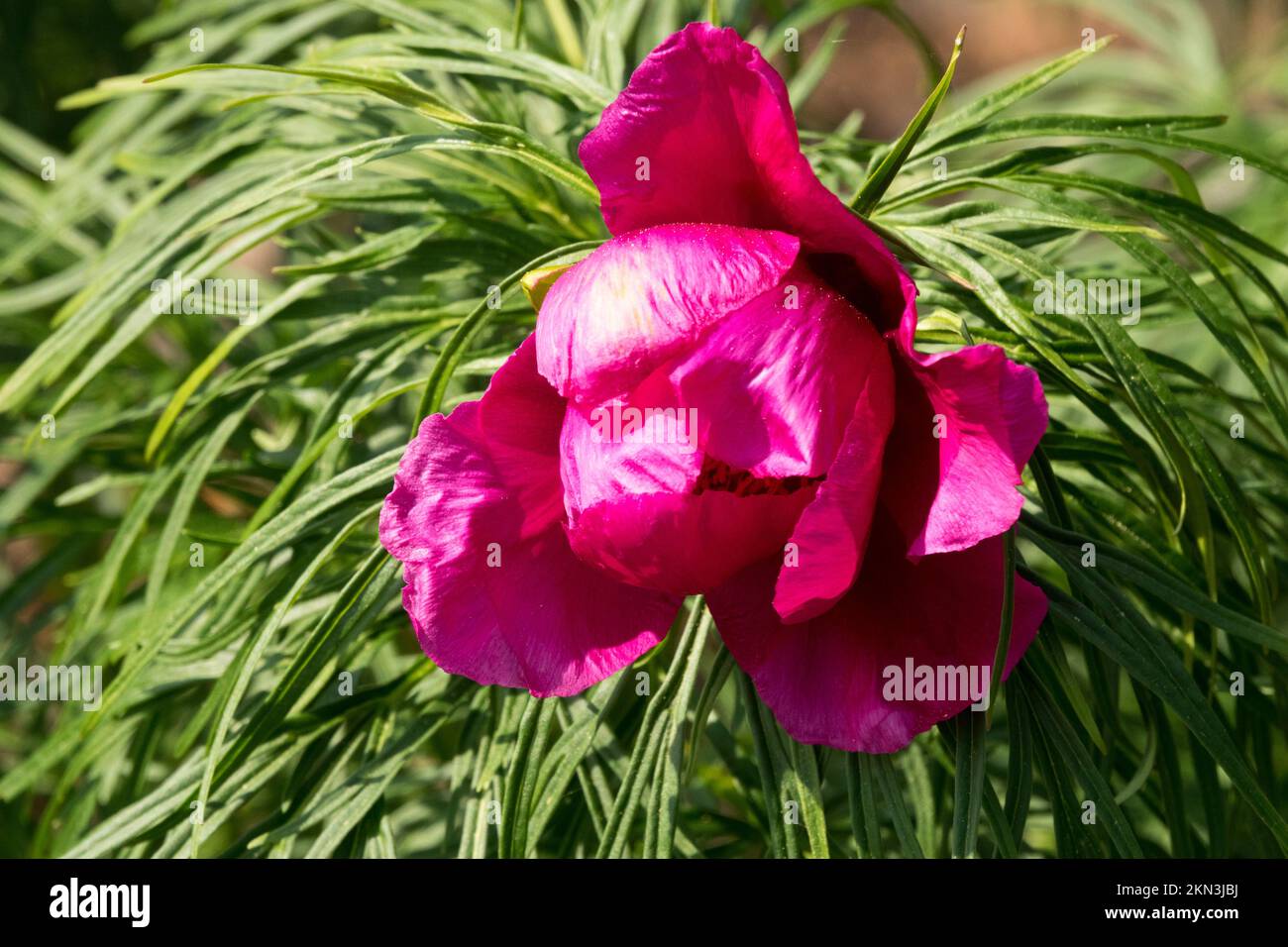 Purple, Peony, Fern leaf, Paeonia, Paeonia anomala, Flower, Opening ...
