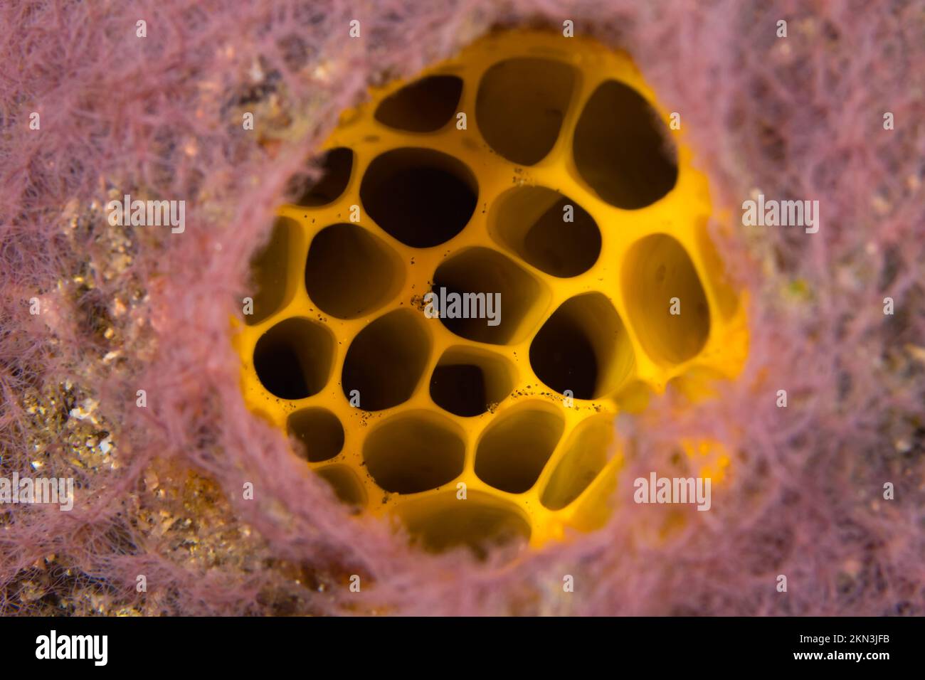 Finding underwater invertebrates on coral reef in the pacific Ocean ...