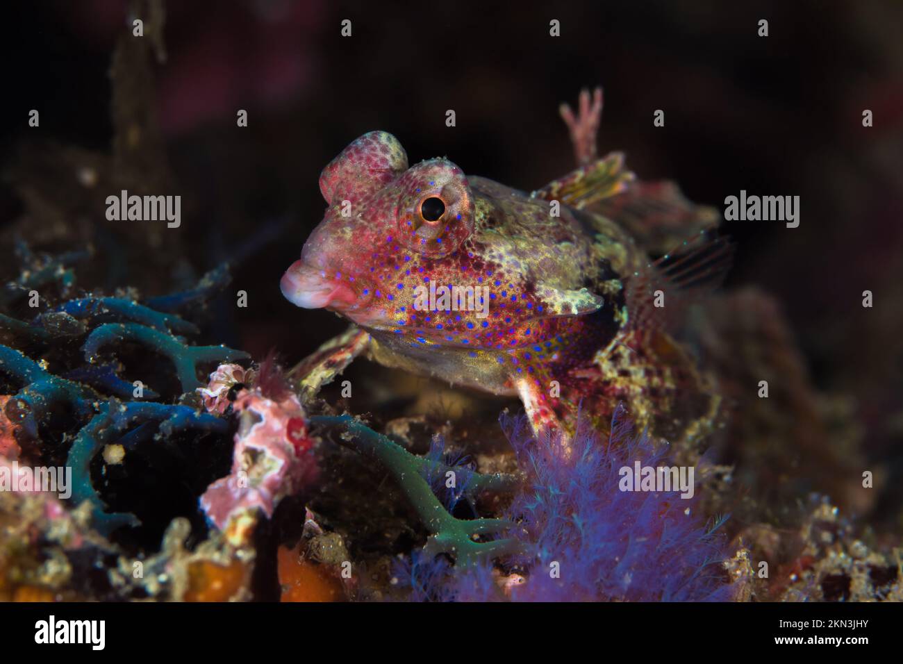 Marine animal behavior - Camouflage techniques used underwater to hide ...